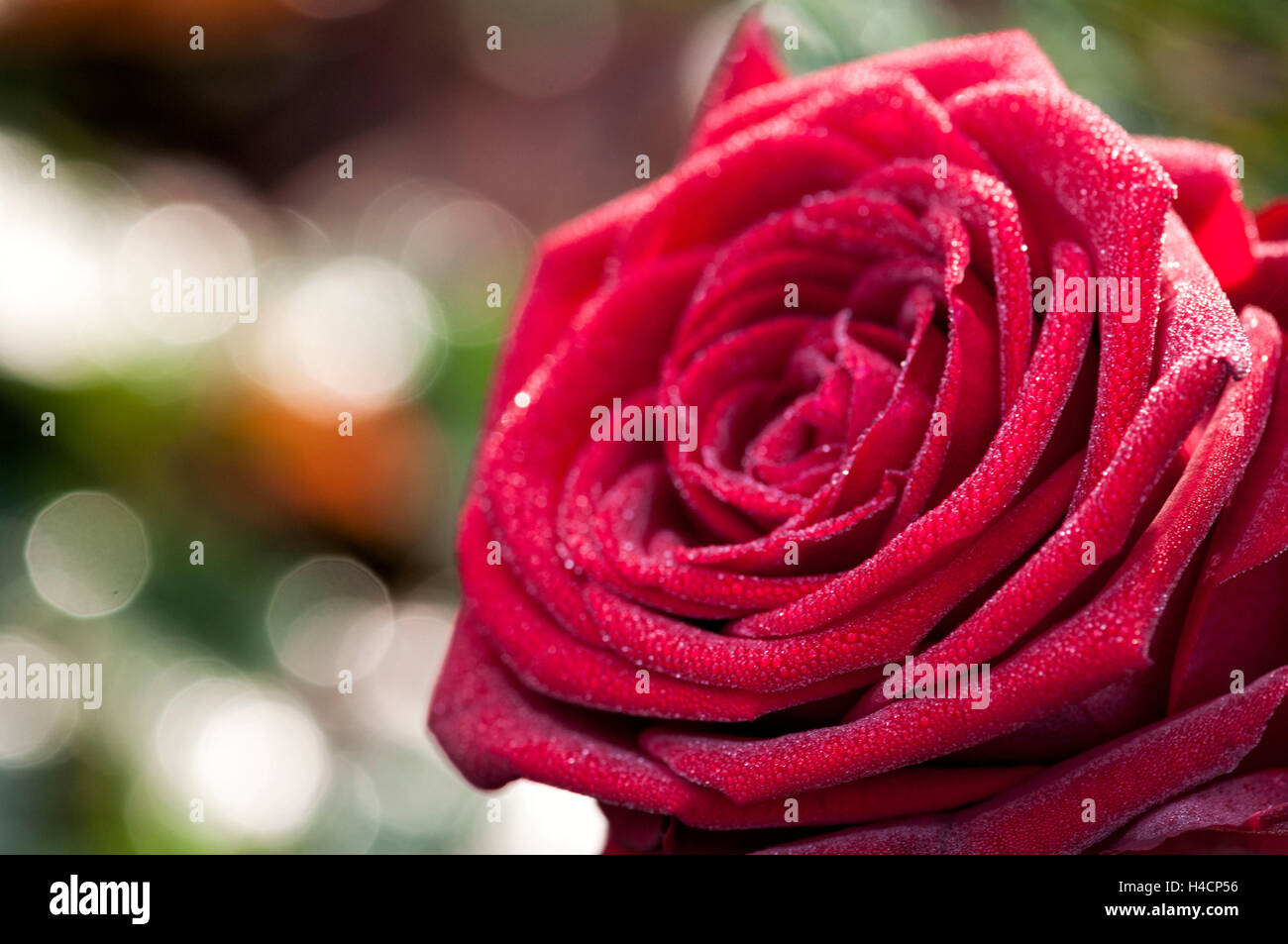 Dewdrop rose hi-res stock photography and images - Alamy