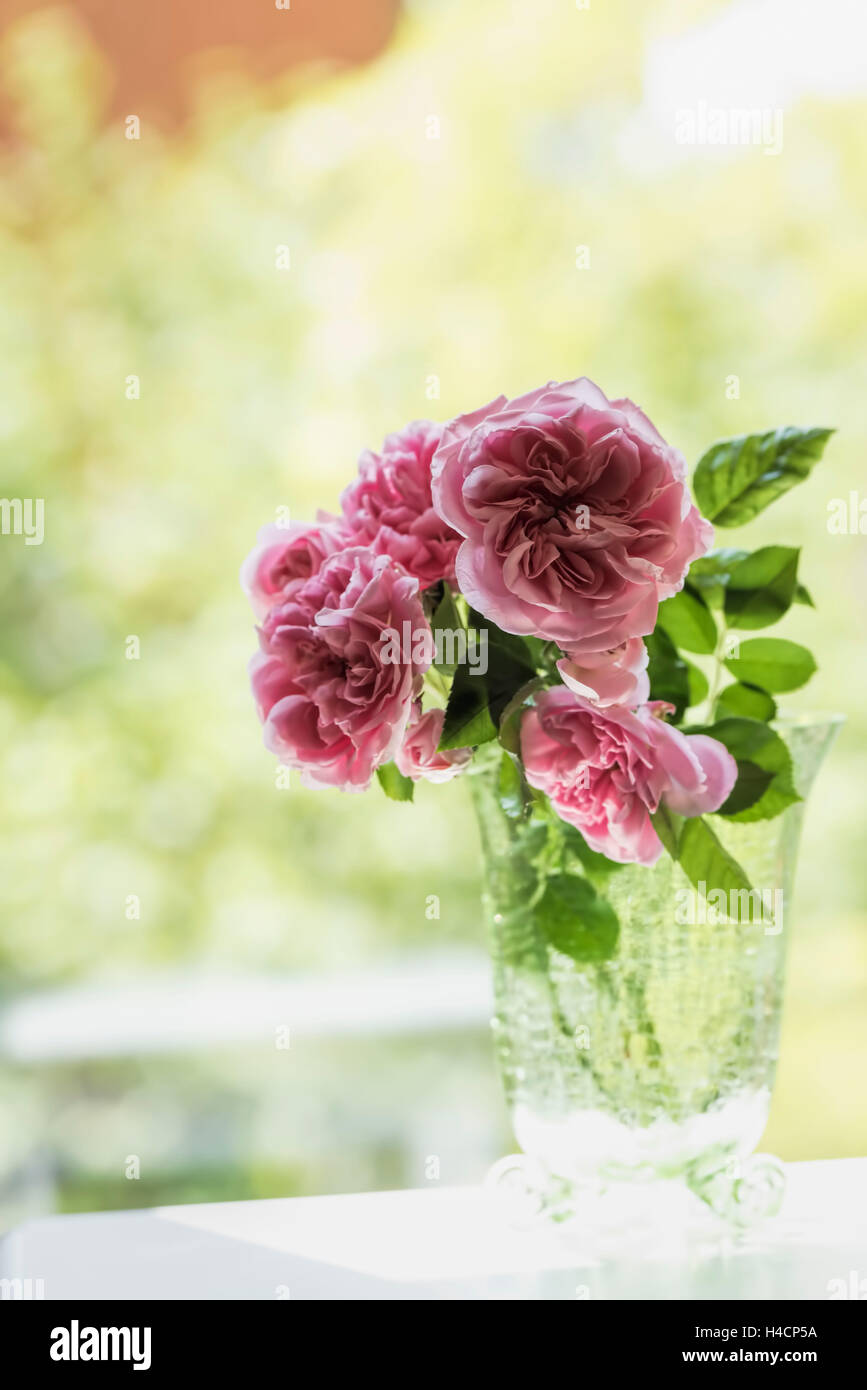 English pink roses in glass vase, back light, light green background ...