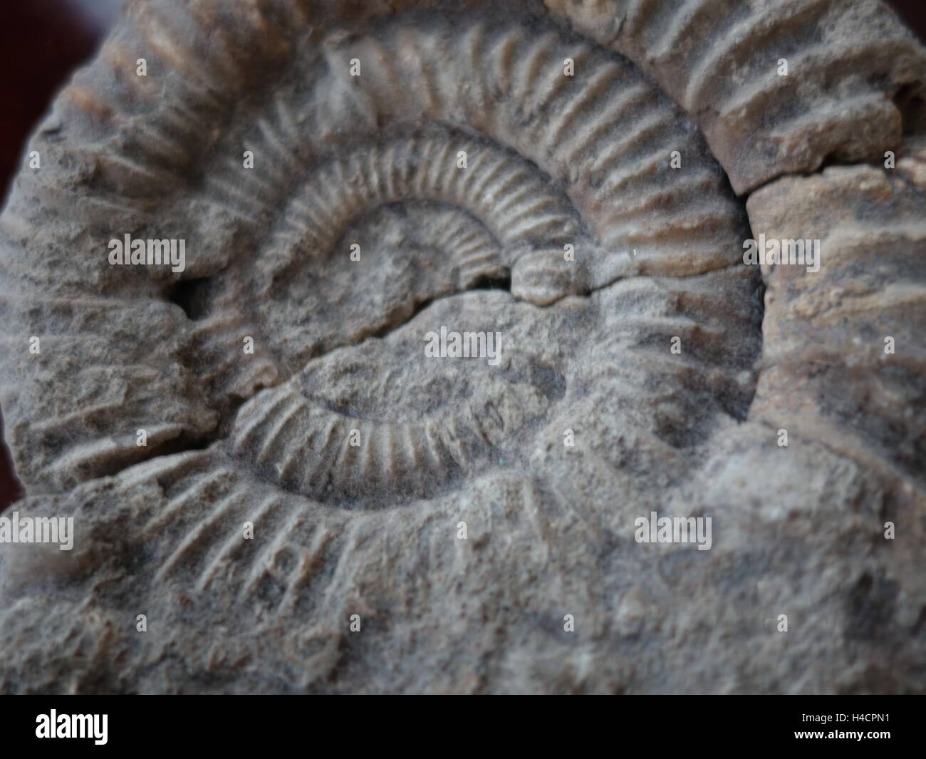 An Ammonite fossil Stock Photo - Alamy