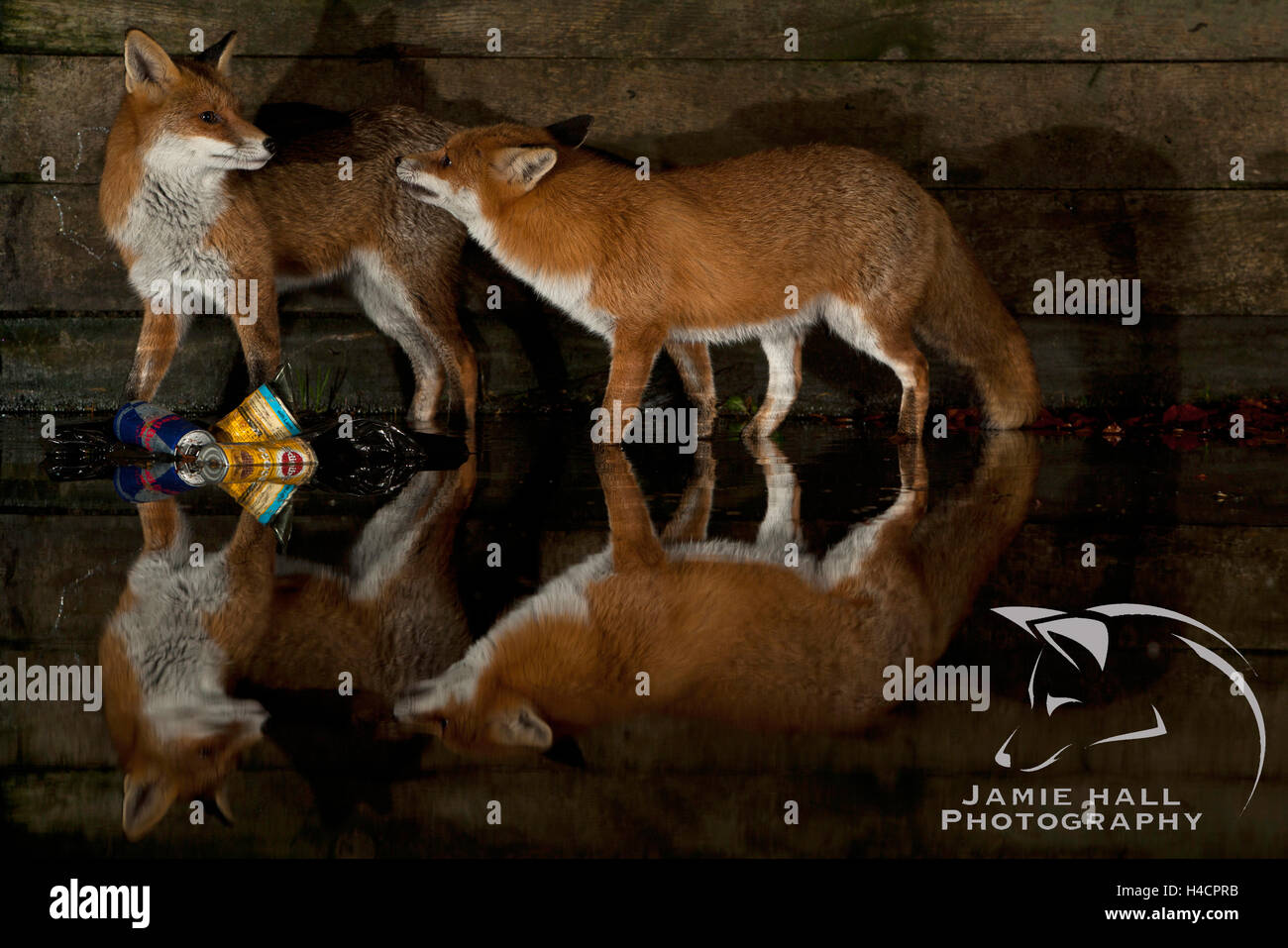 Two urban red foxes hi-res stock photography and images - Alamy