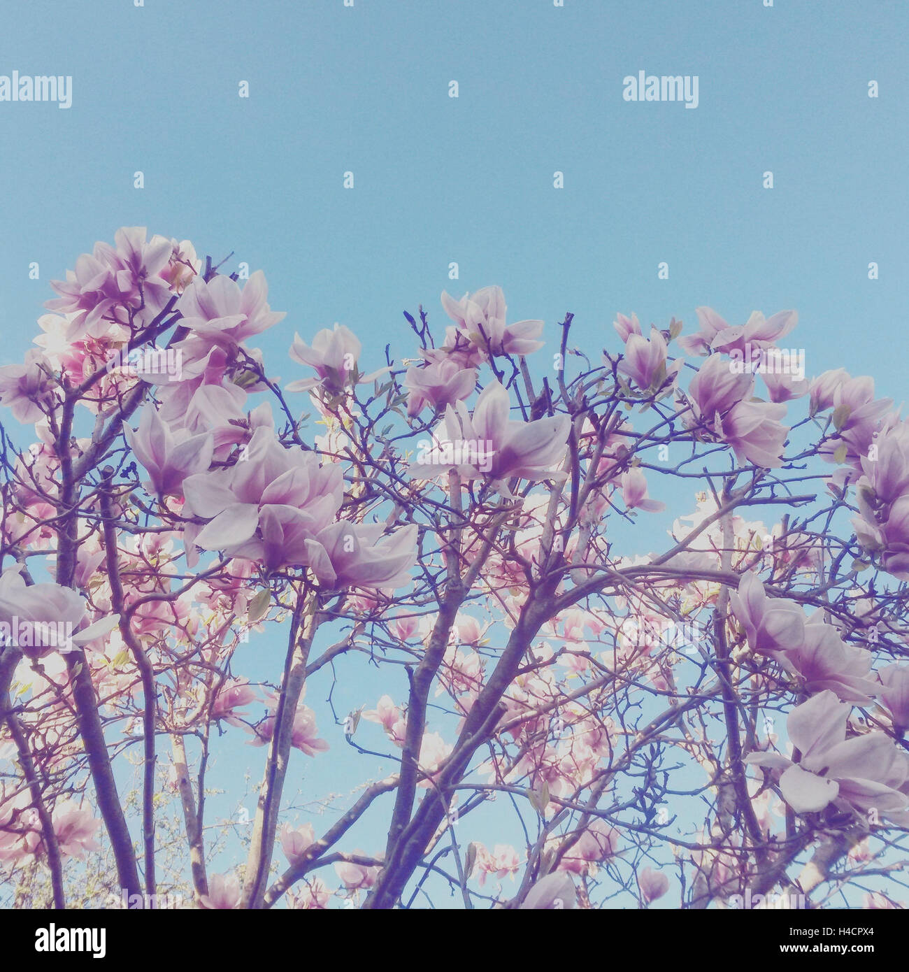 Magnolia blossoms, blue sky, filter look Stock Photo - Alamy
