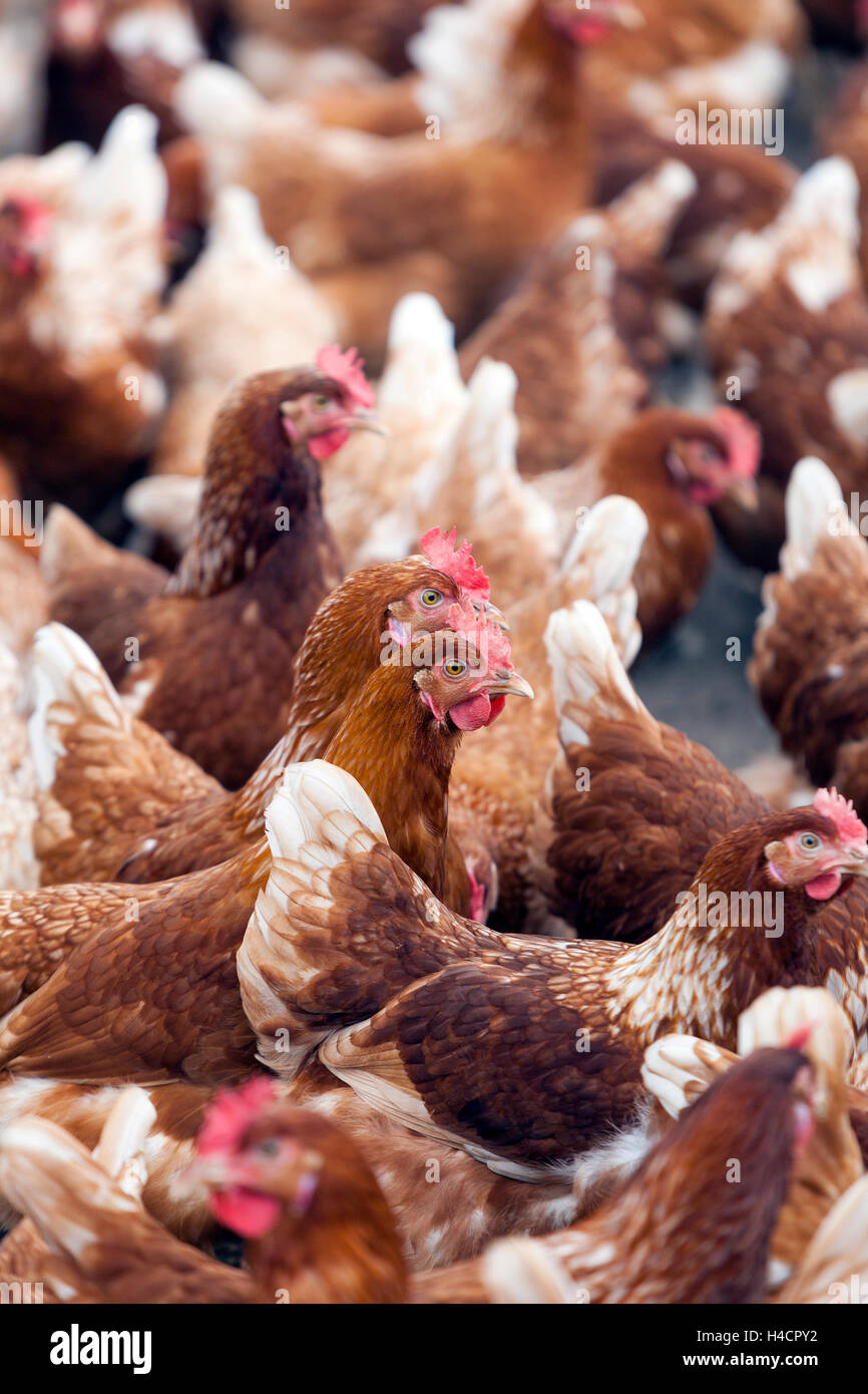 many brown chicken outside poultry farm in the netherlands near utrecht ...