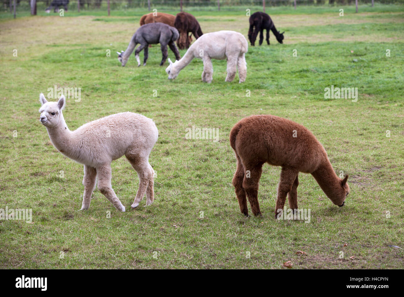 Black and brown llama hi-res stock photography and images - Alamy