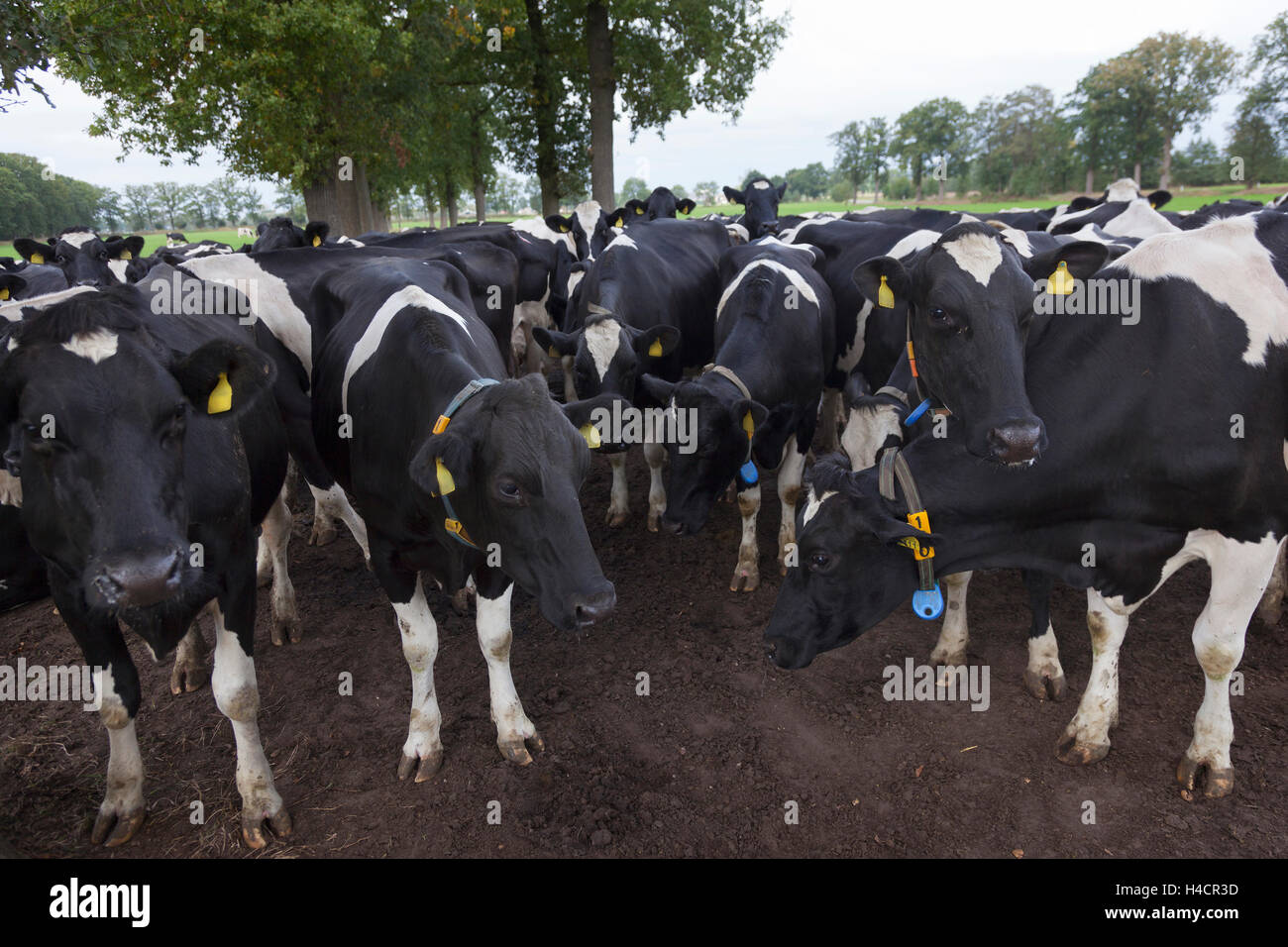 black and white cows closeup in field between trees in the dutch ...