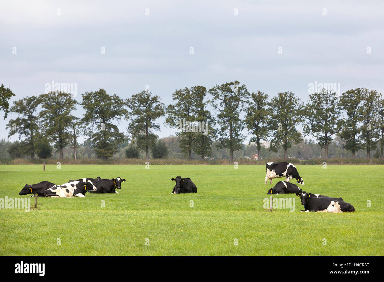 black and white cows lie in field with tree line in the dutch province ...