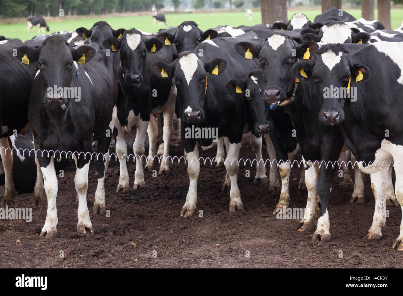 black and white cows closeup in field with tree line in the dutch ...