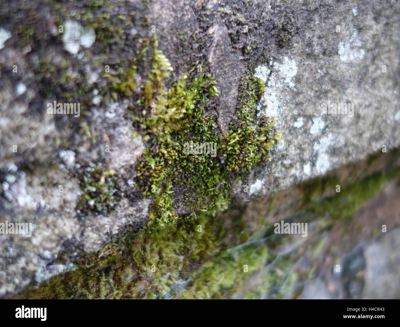 Lichen on a rock Stock Photo - Alamy