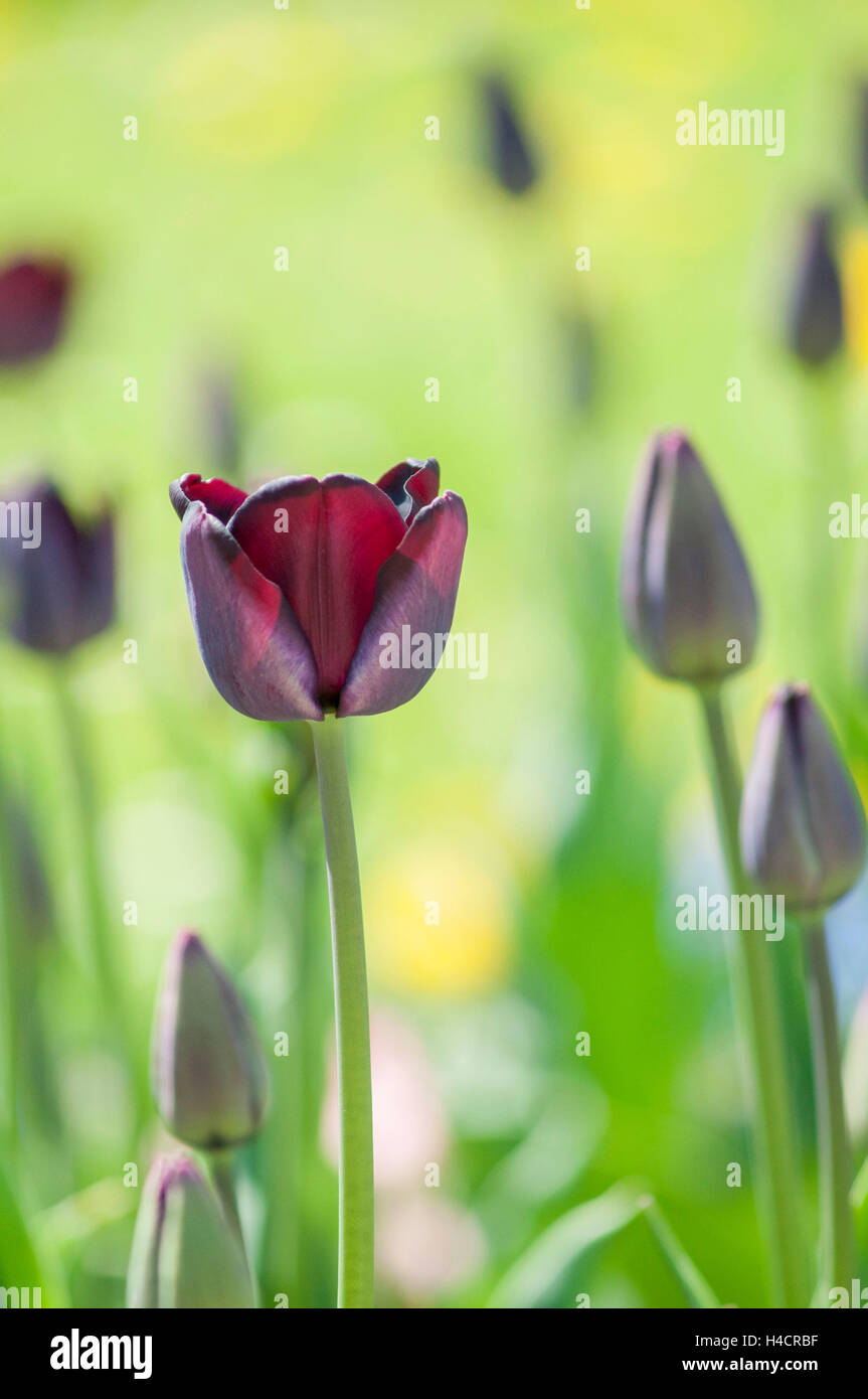 Tulip havran hi-res stock photography and images - Alamy