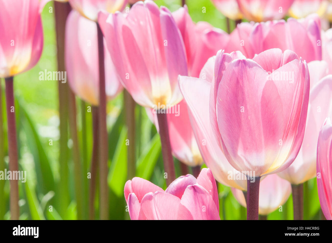 view to pink garden tulip (Tulipa, garden tulip, triumphal tulip ...
