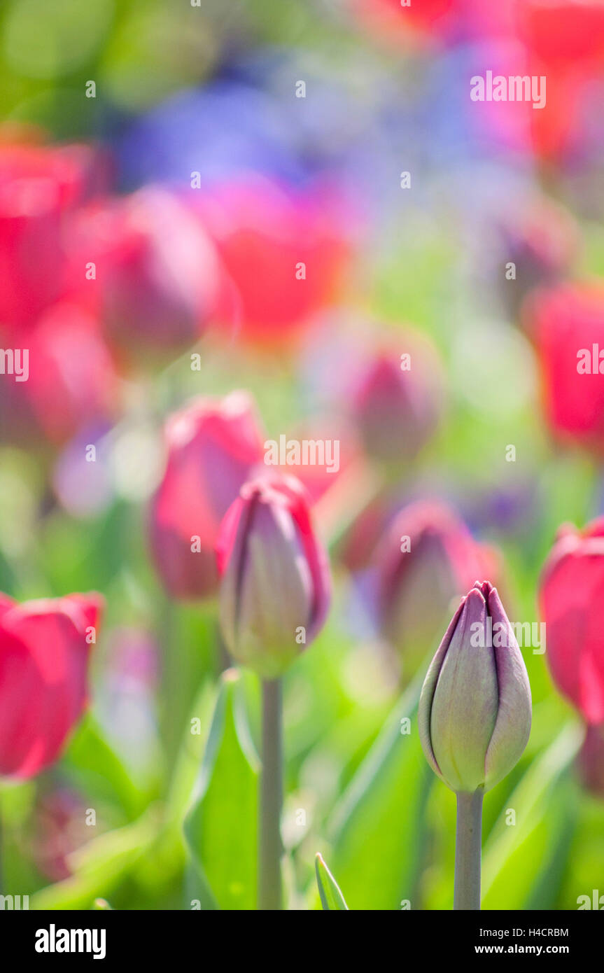 Attila graffiti' tulip hi-res stock photography and images - Alamy