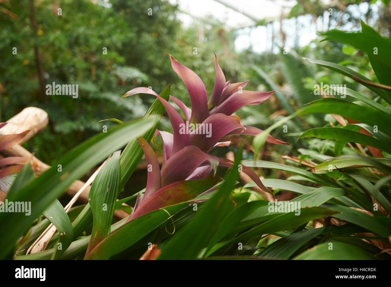 Bromelia hi-res stock photography and images - Alamy