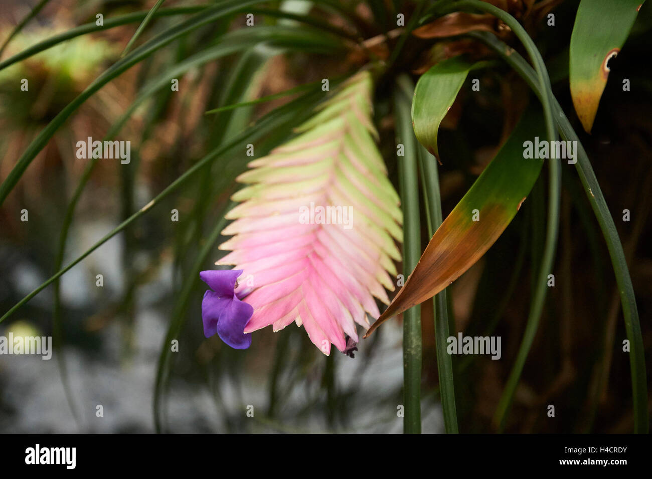 Bromelia hi-res stock photography and images - Alamy
