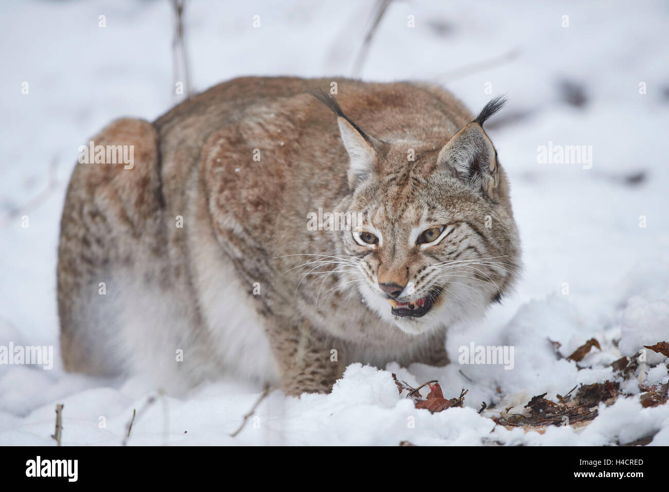Eurasian lynx, Lynx lynx, winter, wood, side view, lie, eat meat Stock ...