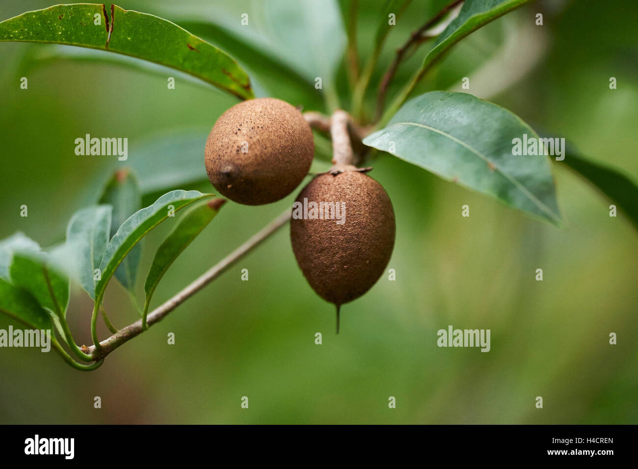 Fruits, brown, branch, hang, medium close-up, tropics Stock Photo - Alamy