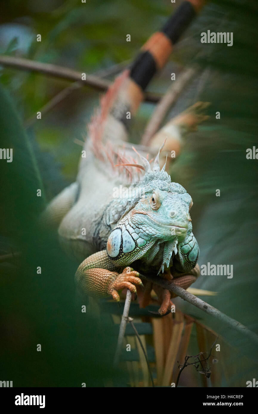 Green Iguana, Iguana iguana, branches, head-on, climb, looking into ...
