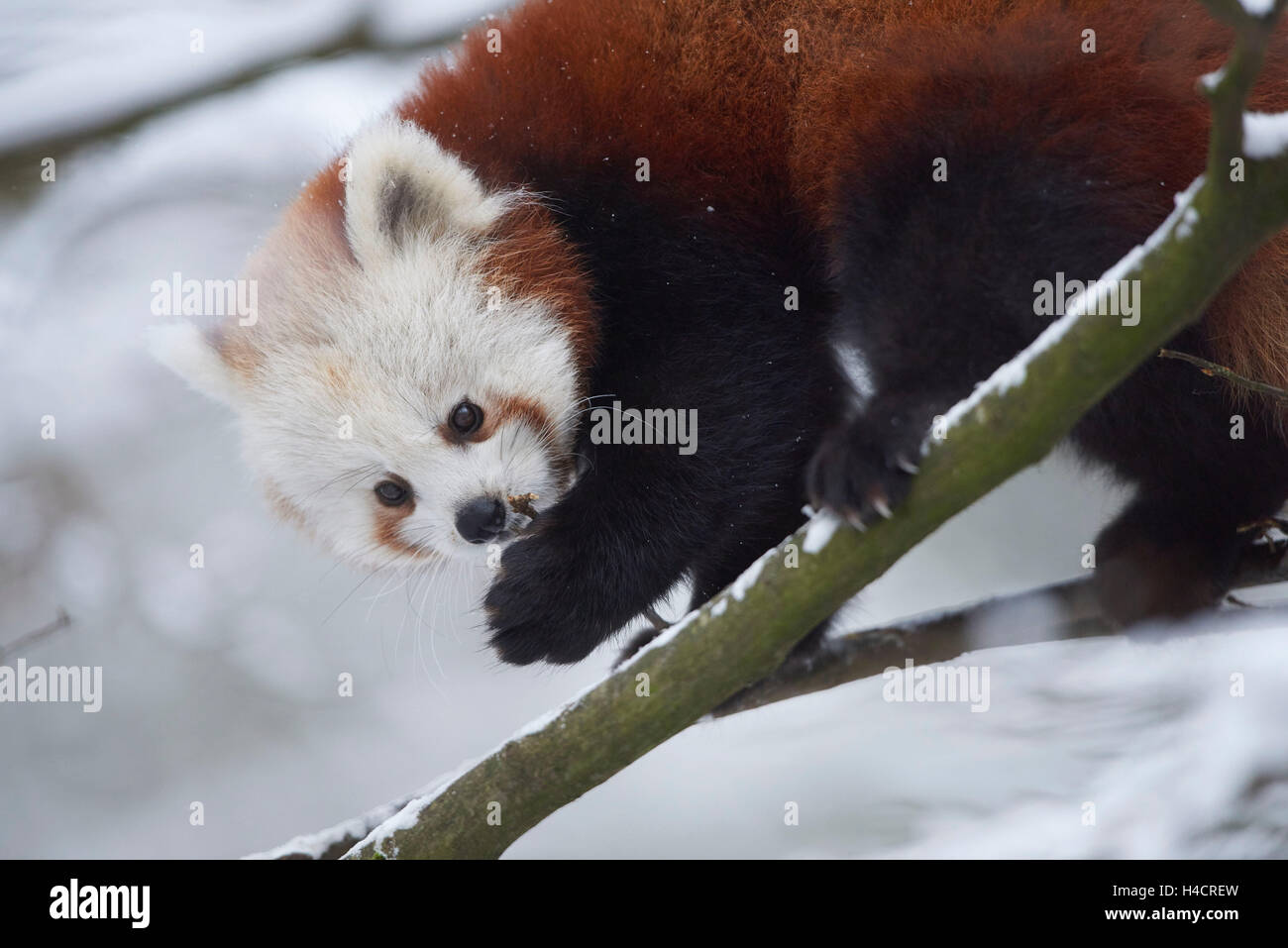 Side view red panda hi-res stock photography and images - Alamy