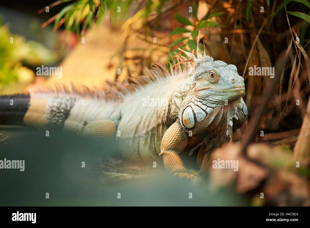 Species of iguanae hi-res stock photography and images - Alamy