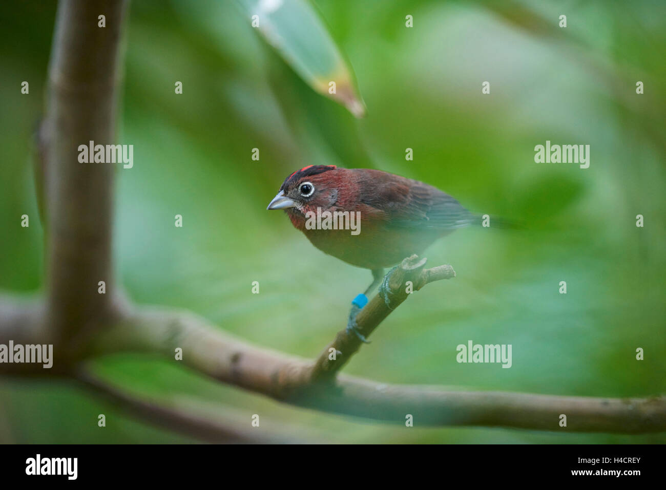 Tanager, Thraupidae, Coryphospingus cucullatus, branch, side view, sit ...