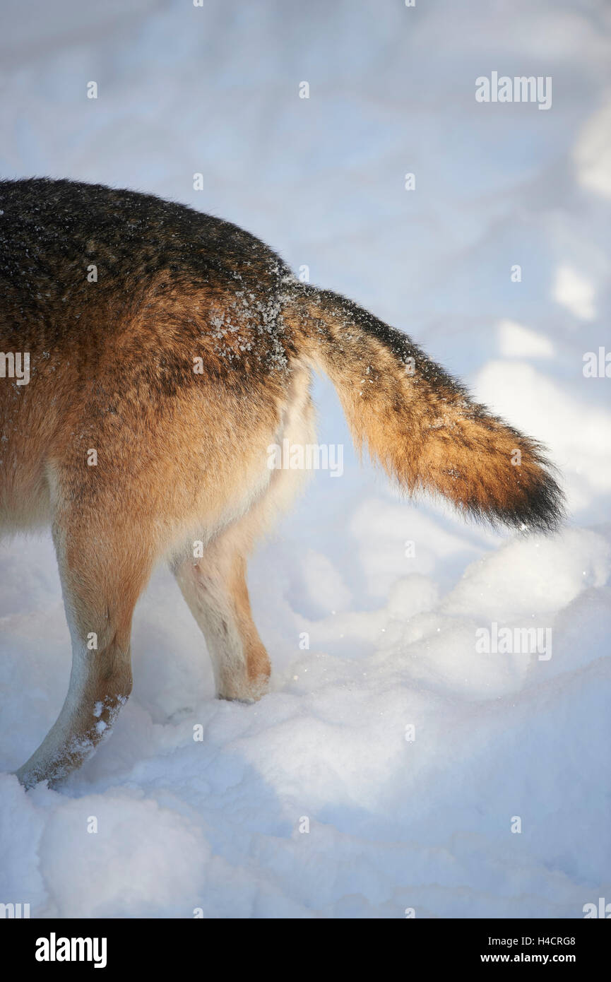 Wolf, Canis lupus, winter, tail, hind legs, side view, stand Stock ...