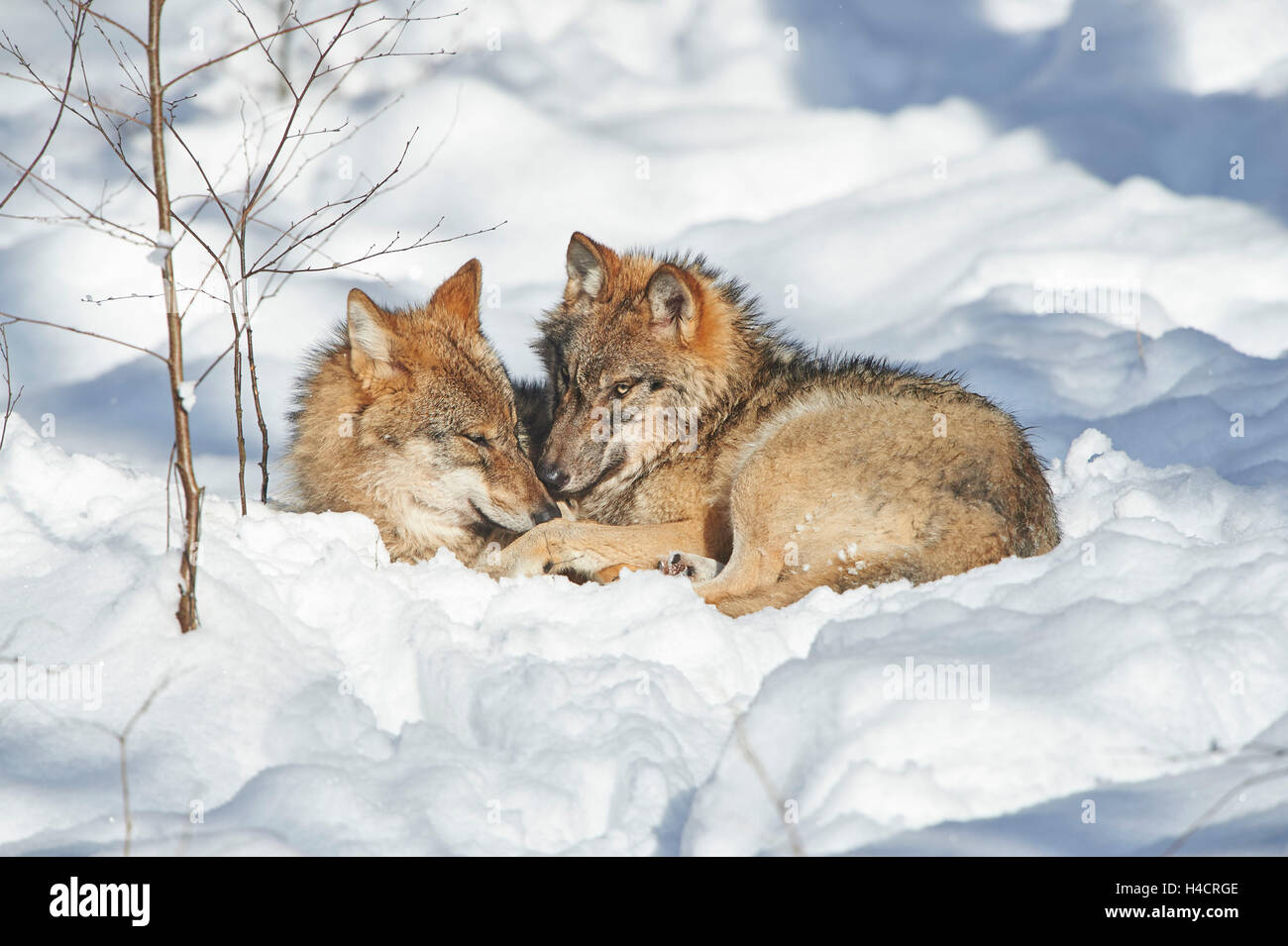 Wild wolves cuddle hi-res stock photography and images - Alamy
