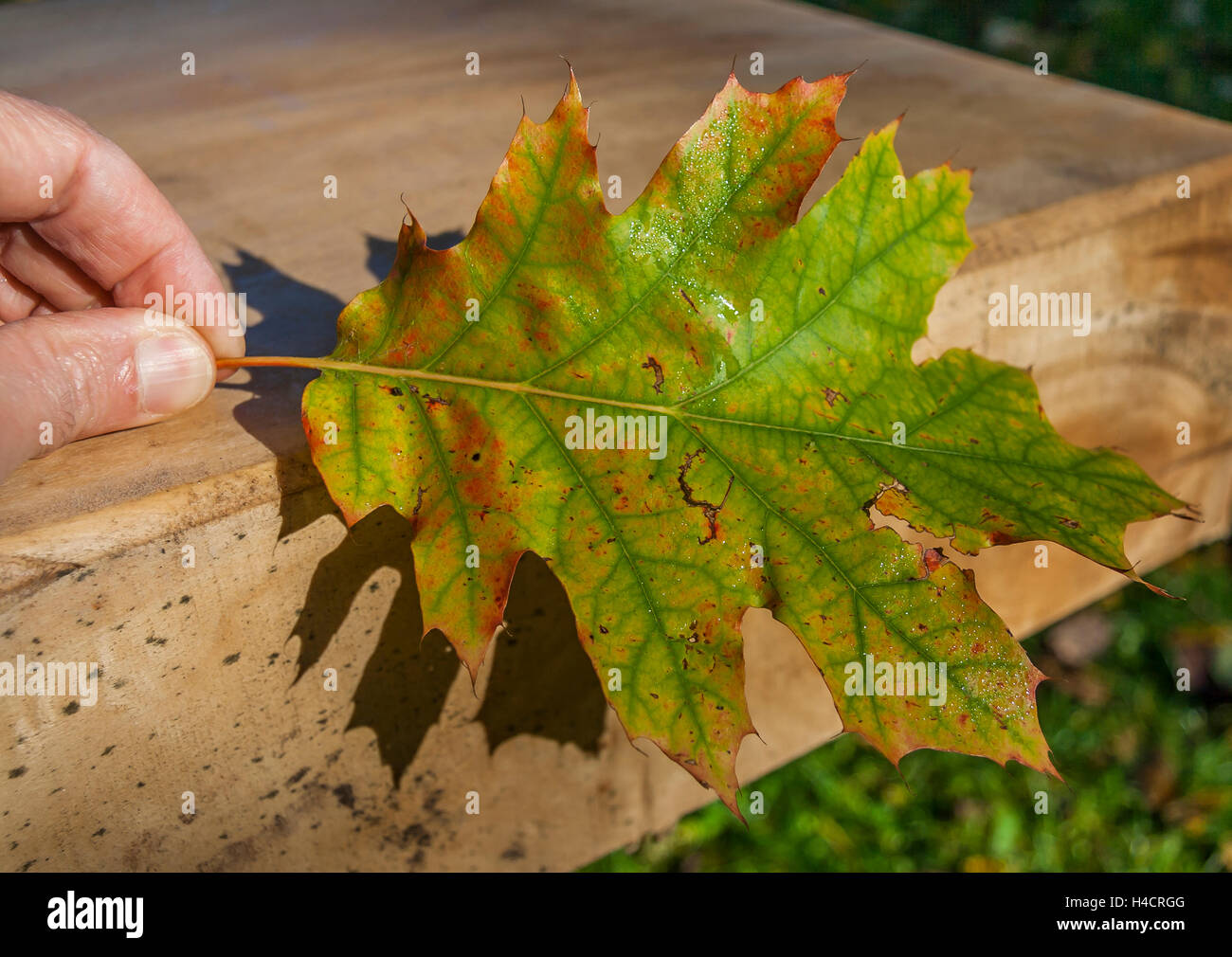 Hand holding maple leaf hi-res stock photography and images - Alamy