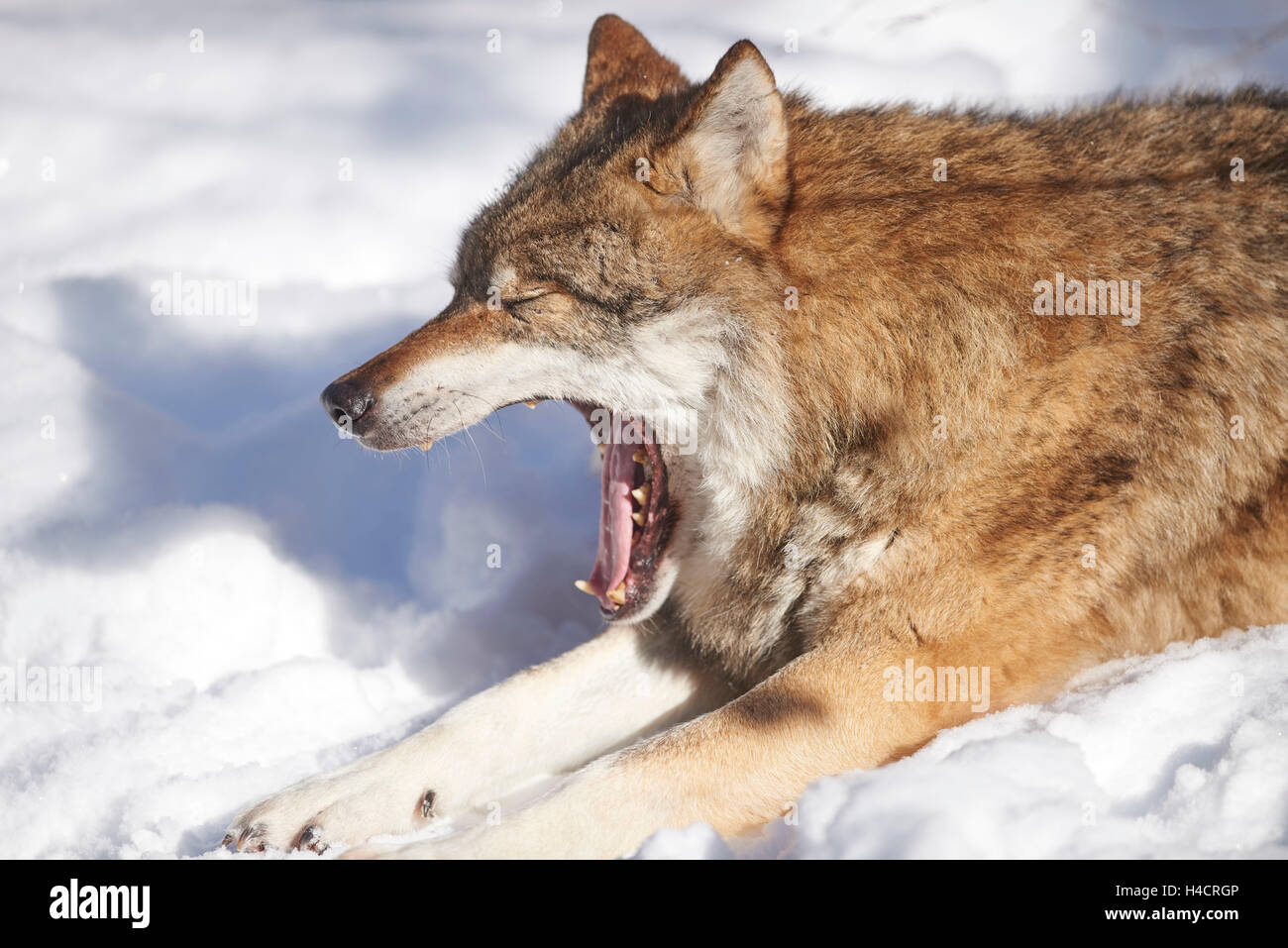Wolf, Canis lupus, winter, side view, lie, yawn Stock Photo - Alamy