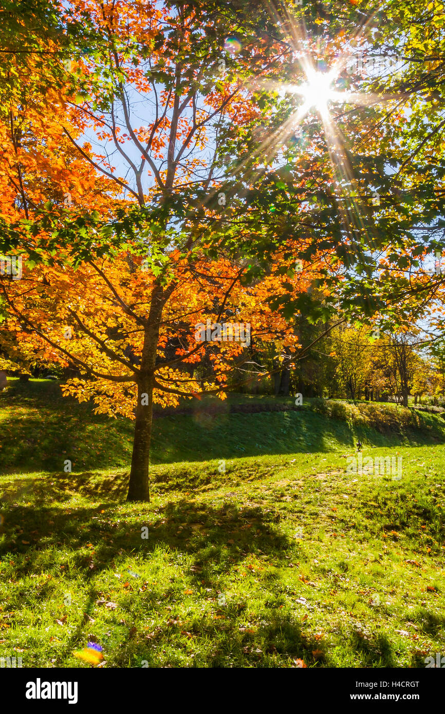 Golden shining treetops hi-res stock photography and images - Alamy