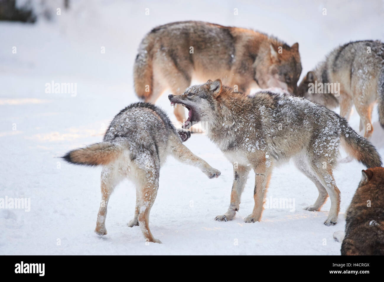 Wolves, Canis lupus, winter, wood, stand, fight Stock Photo - Alamy