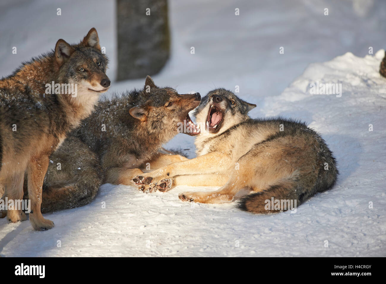 Wolves, Canis lupus, winter, wood, stand, fight, looking into camera ...
