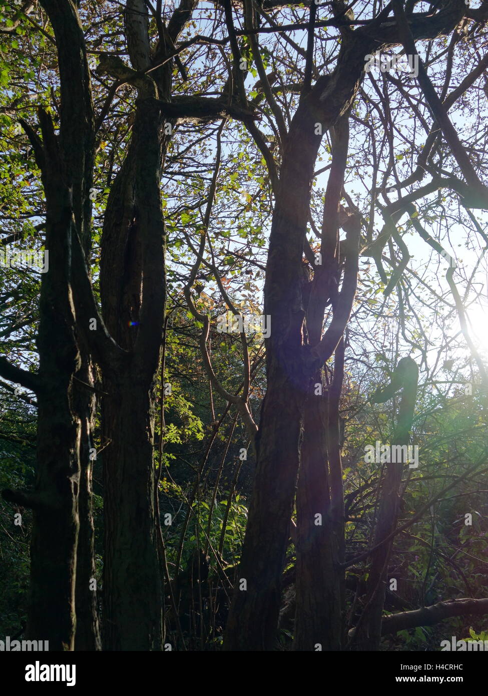 Sunlight breaking through wood hi-res stock photography and images - Alamy