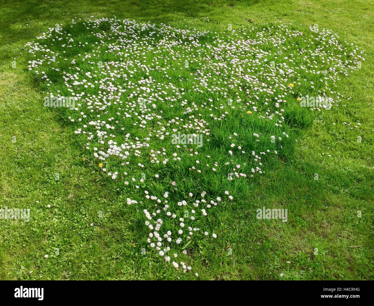 Spring heart, flower heart Stock Photo - Alamy