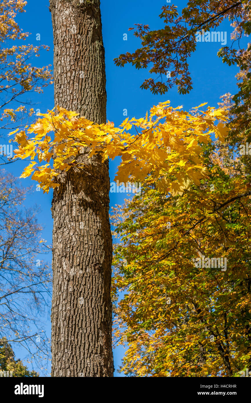 Autumn maple tree hi-res stock photography and images - Alamy