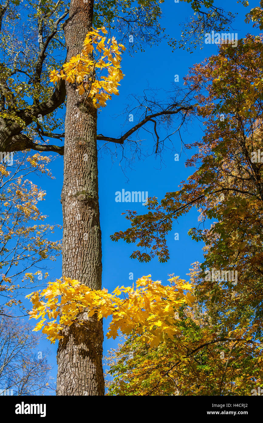 Tree branch sky hi-res stock photography and images - Alamy