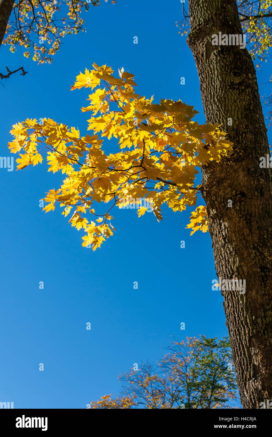 Maple Tree Branch High Resolution Stock Photography and Images - Alamy