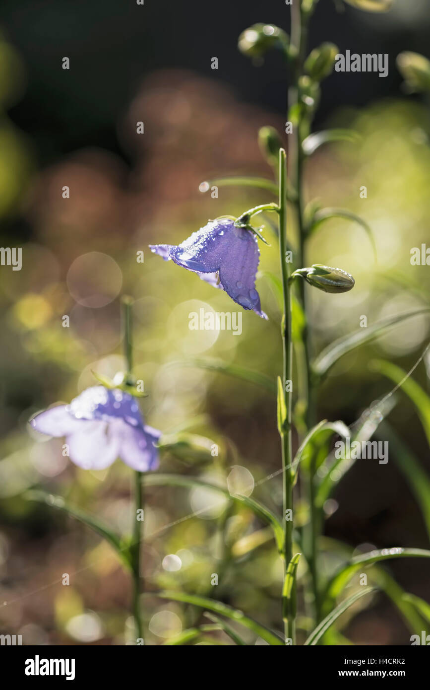 Bellflower, dewdrop, backlight Stock Photo - Alamy