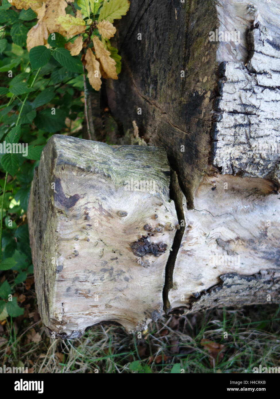 Tree stump metaphor hi-res stock photography and images - Alamy