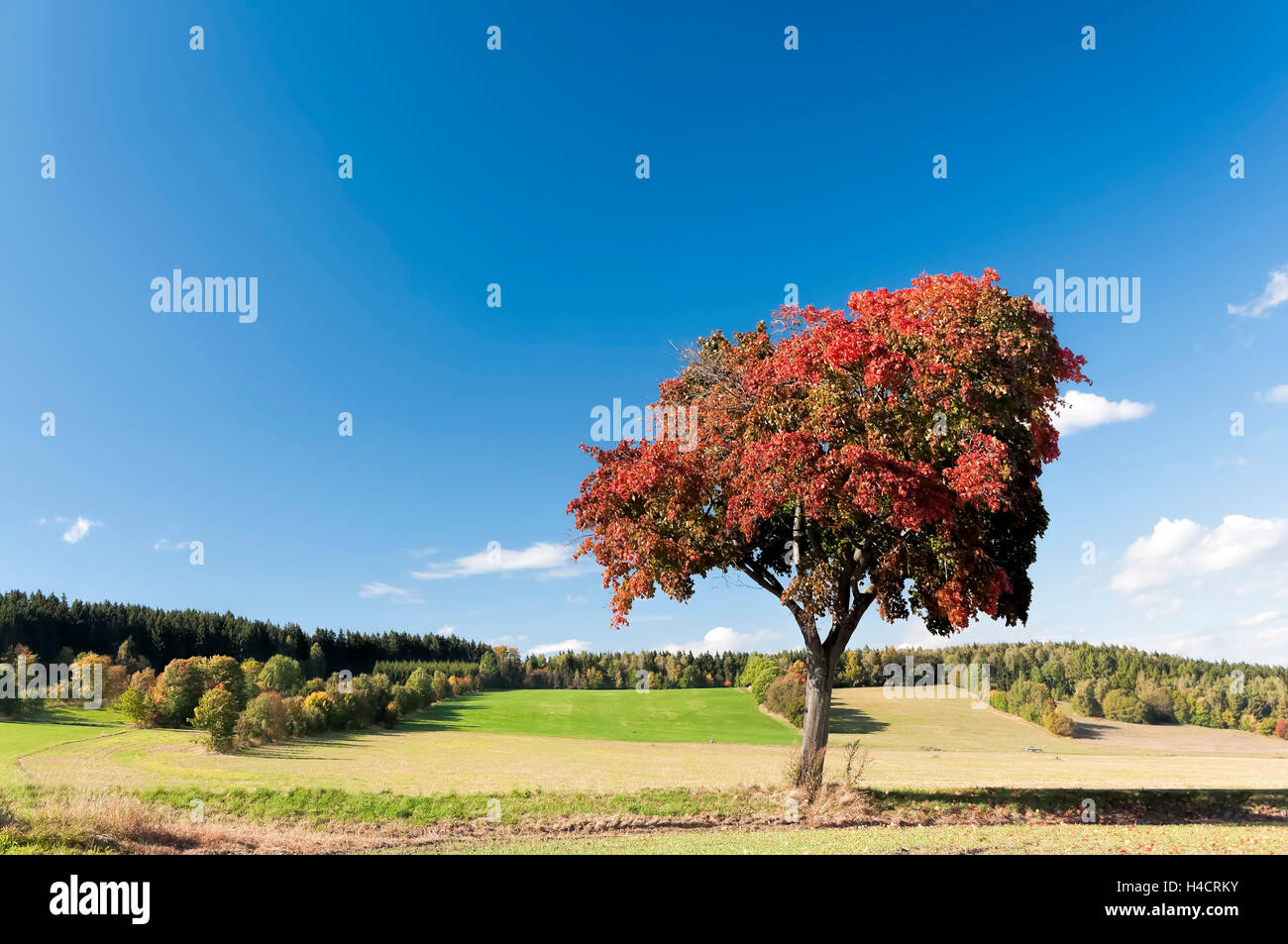 Autumn scenery, tree, fields, woods, view, heaven, sky Stock Photo - Alamy