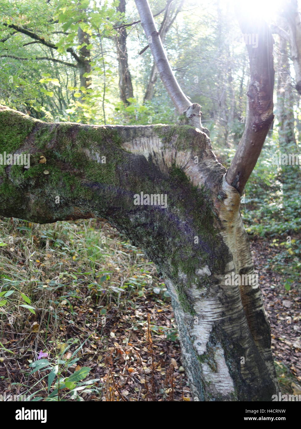 Tree roots tree burned hi-res stock photography and images - Alamy