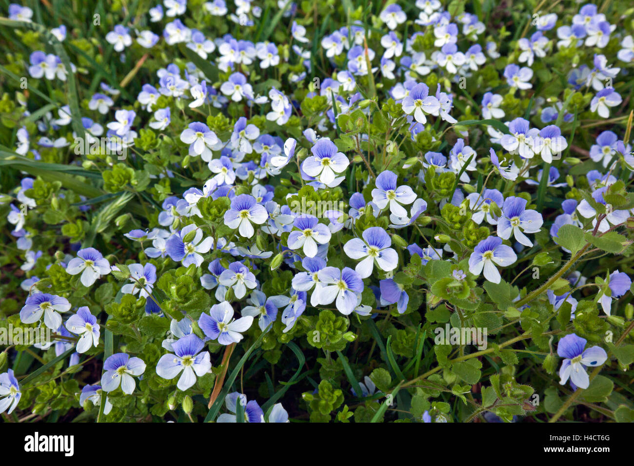 Prize flower hi-res stock photography and images - Alamy