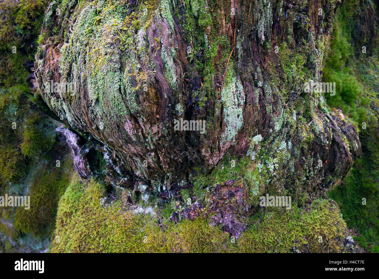 Bemooster hi-res stock photography and images - Alamy