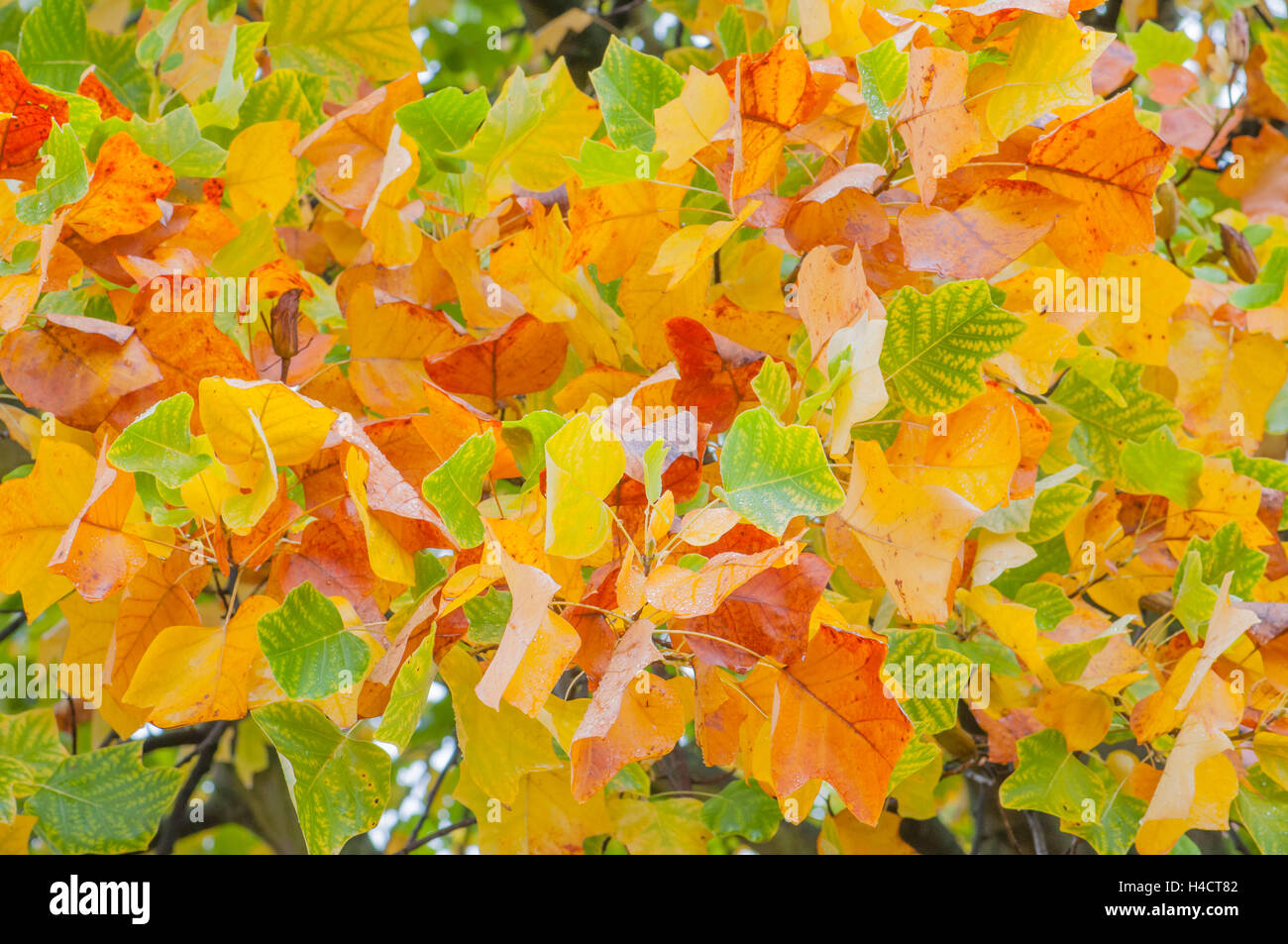 American tulip maple (Liriodendron tulipifera, Magnoliaceae Stock Photo ...
