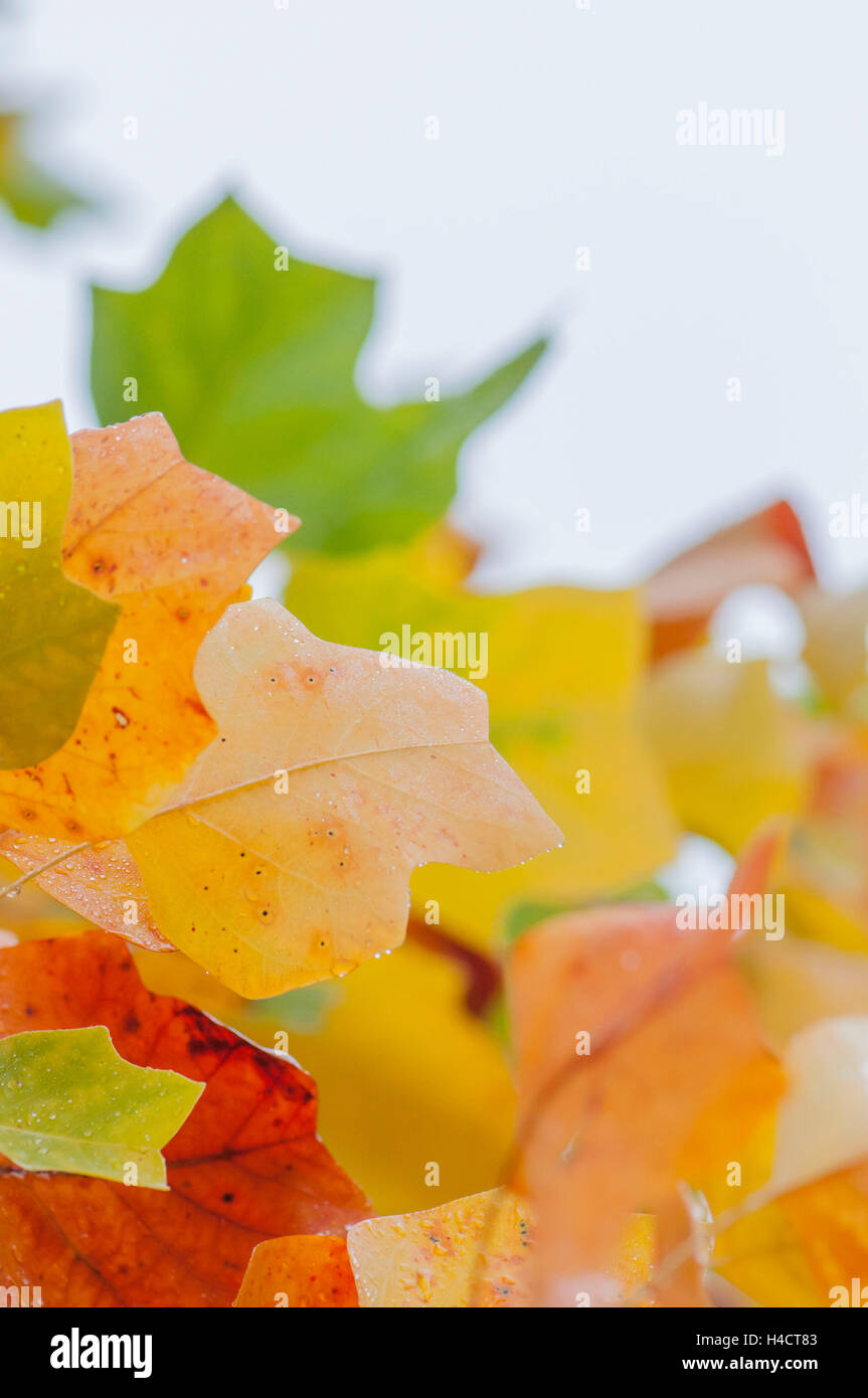 American tulip maple (Liriodendron tulipifera, Magnoliaceae Stock Photo ...