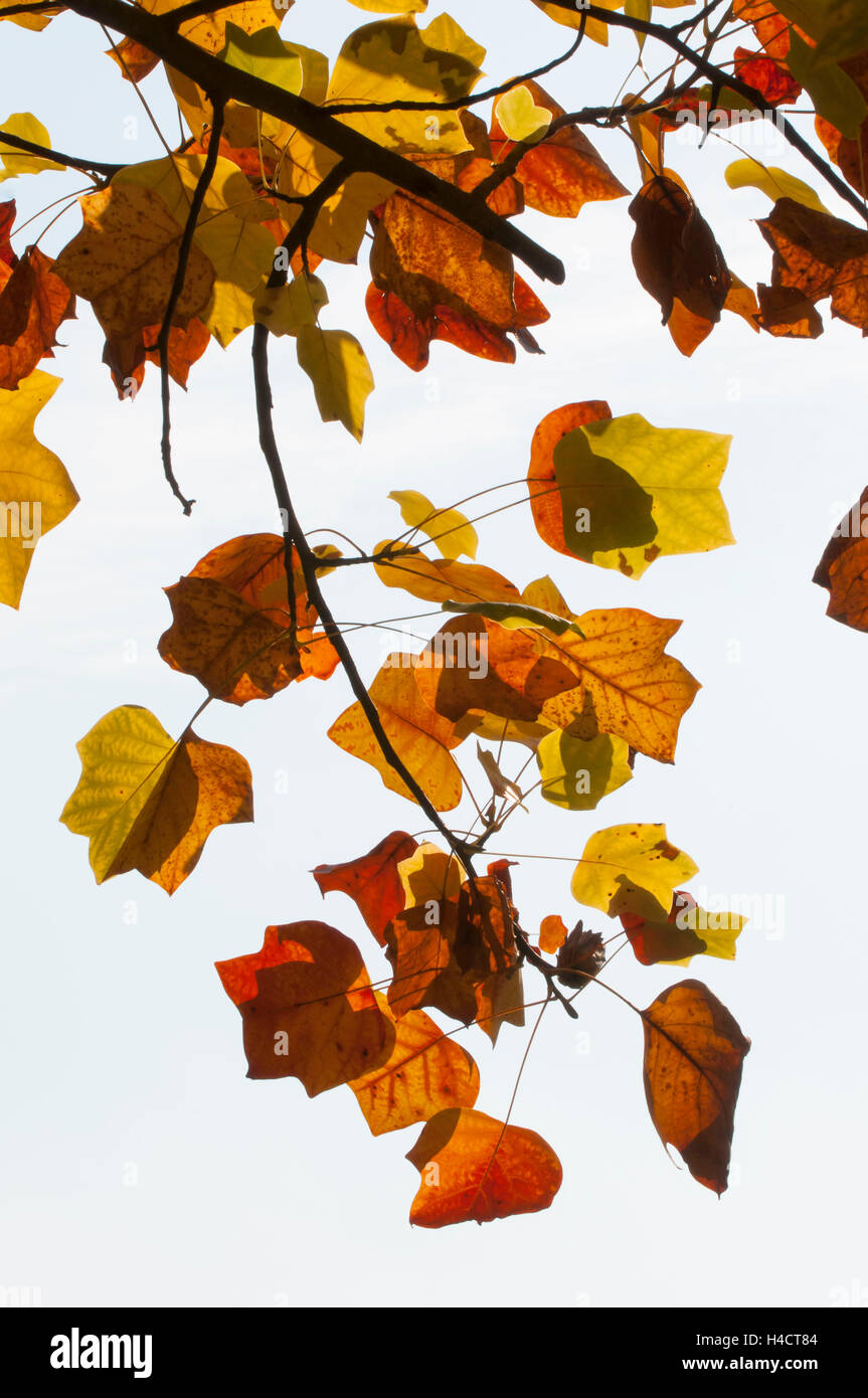 American tulip maple (Liriodendron tulipifera, Magnoliaceae Stock Photo ...