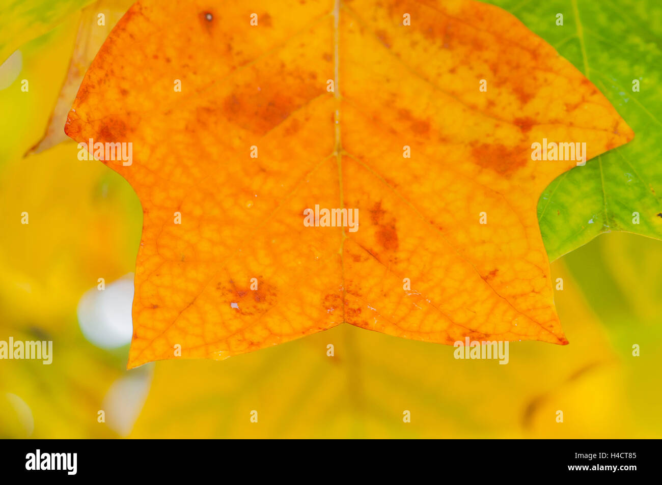 American tulip maple (Liriodendron tulipifera, Magnoliaceae Stock Photo ...