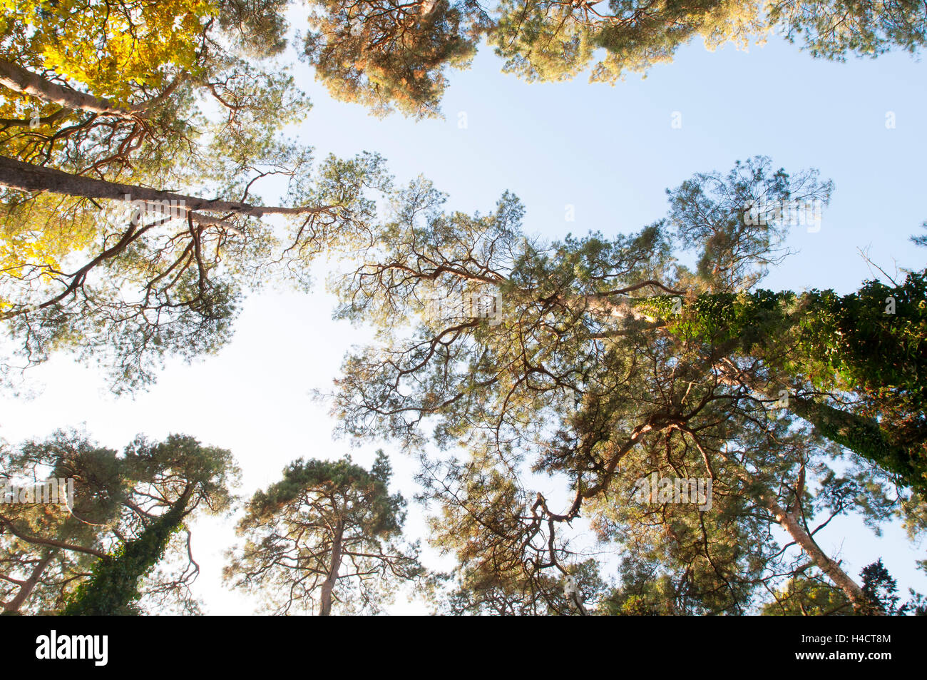 Knocked out tree hi-res stock photography and images - Alamy