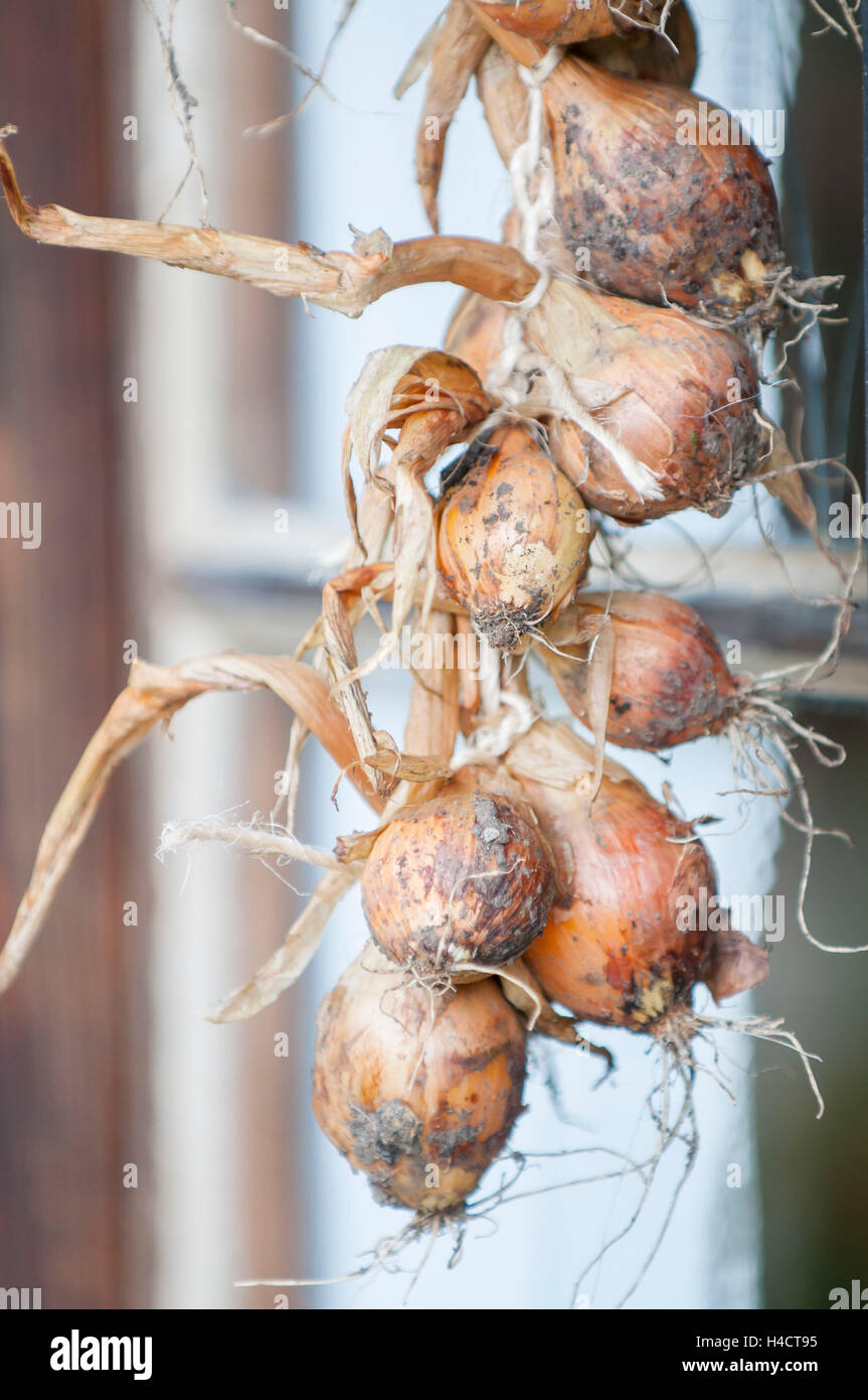 dry bulbs in front of window pane Stock Photo - Alamy