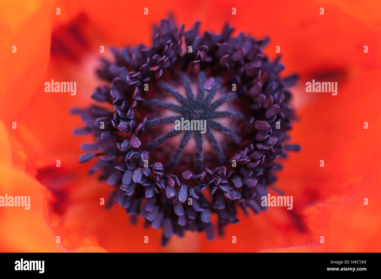 poppy, macro, part of the blossom Stock Photo - Alamy