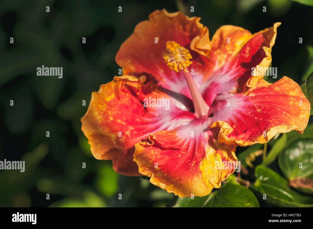 More colourful tropical hibiscus in red and yellow, rare variety Stock ...