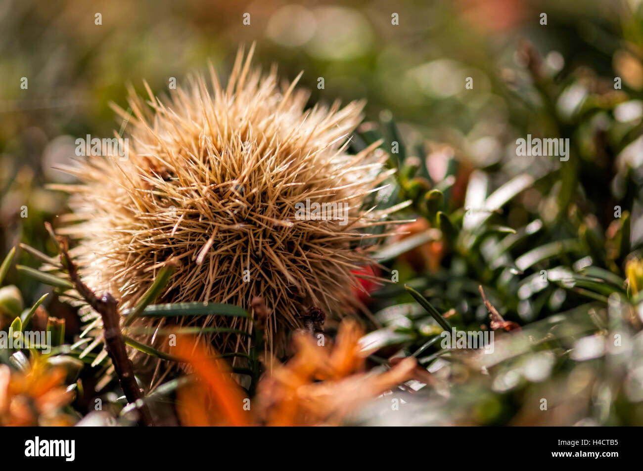 Chestnut bowl in the backlight in a meadow Stock Photo - Alamy