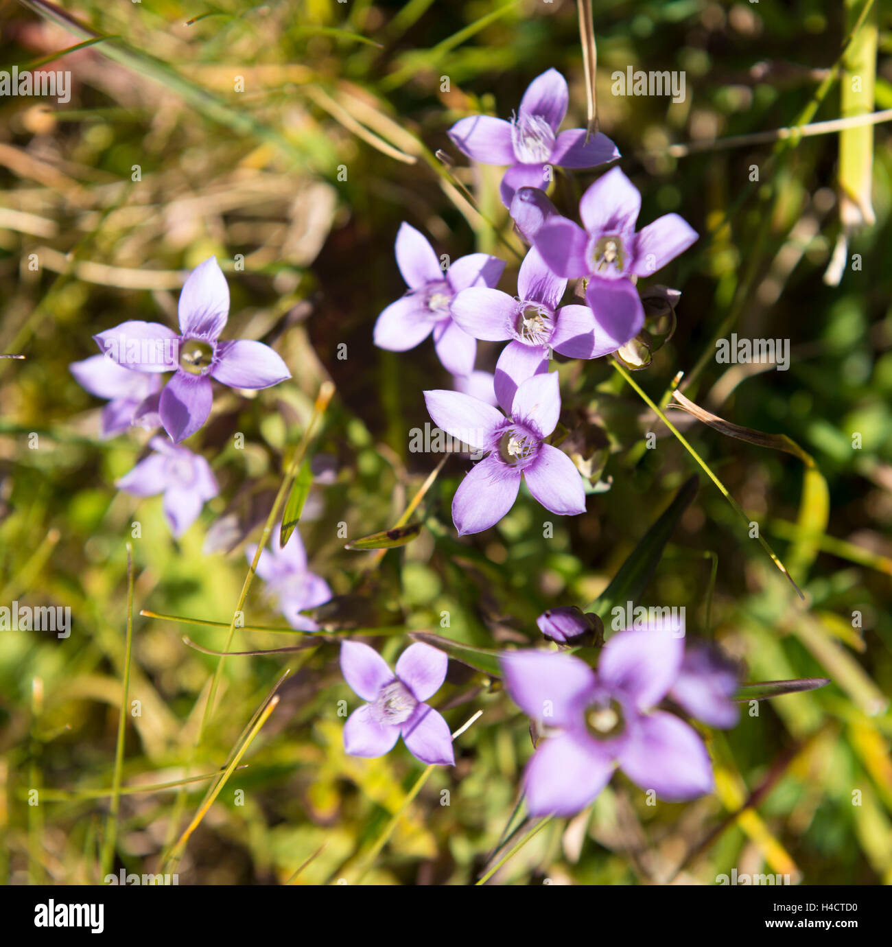 Field Gentian Gentianella Campestris High Resolution Stock Photography ...
